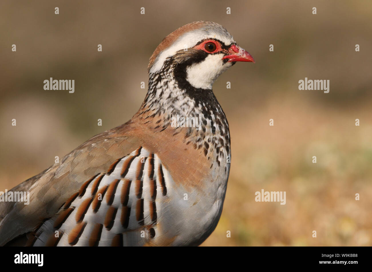 Partridge flying isolated hi-res stock photography and images - Alamy