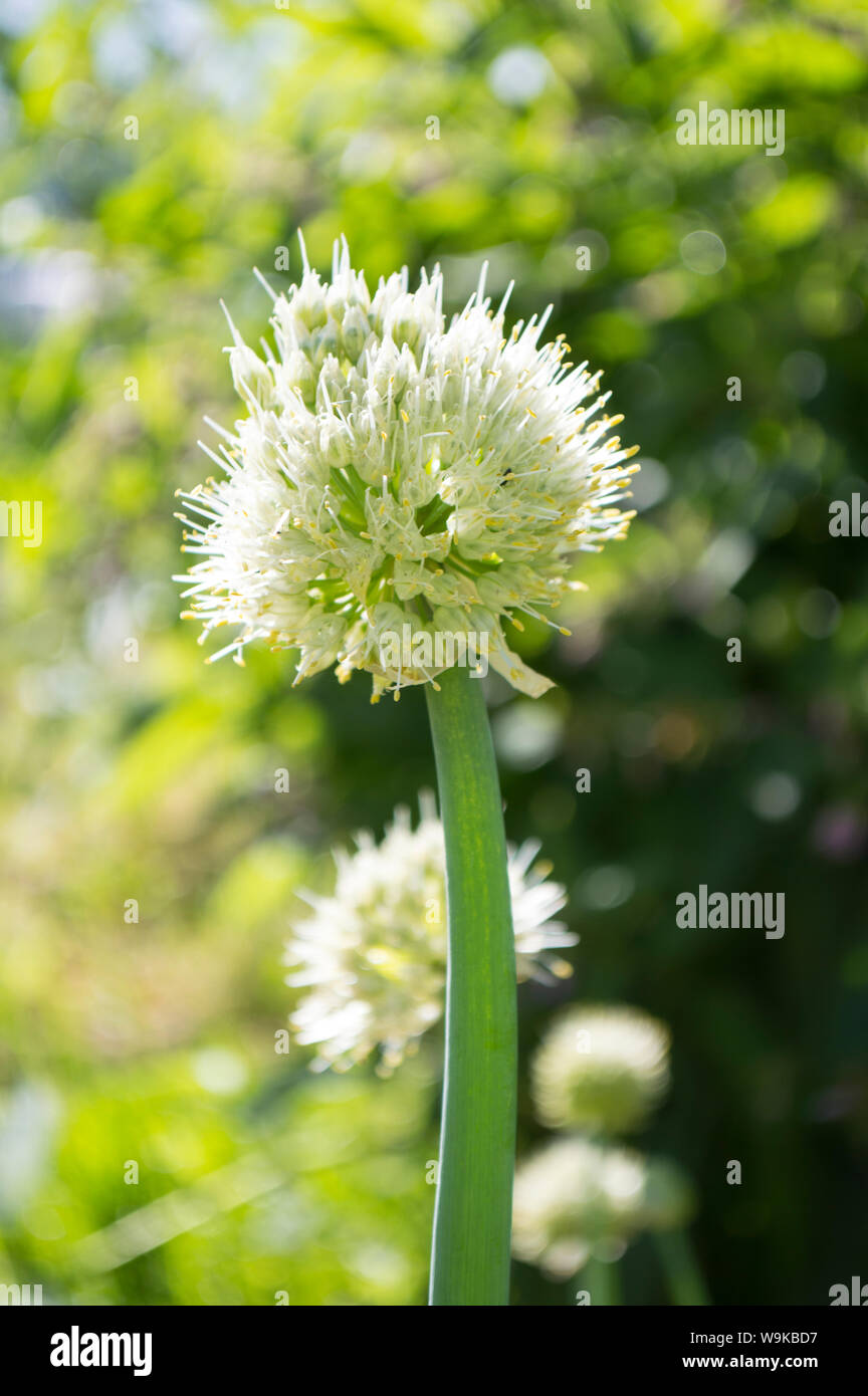 White allium flower Stock Photo - Alamy