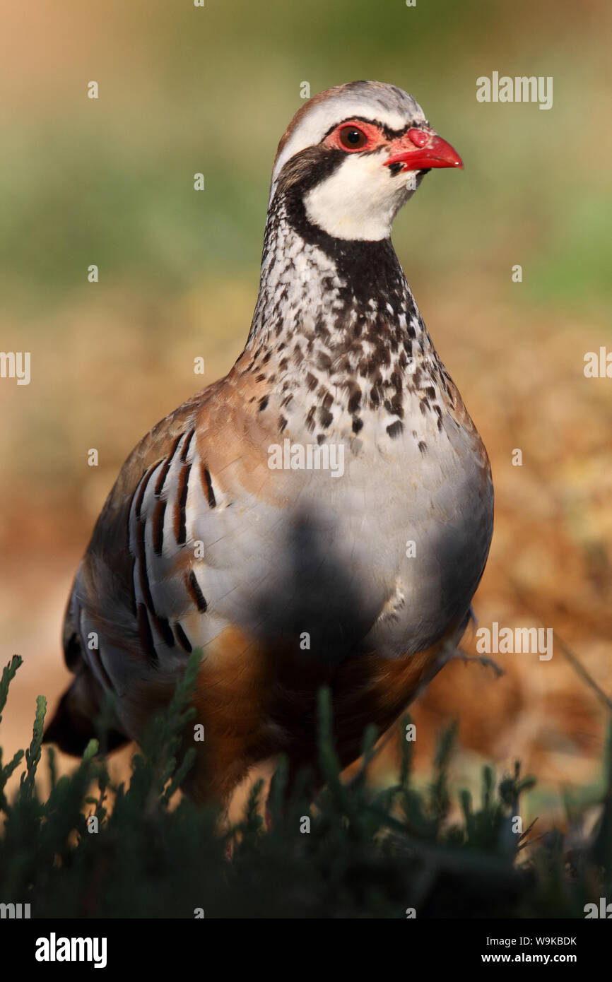 Partridge flying isolated hi-res stock photography and images - Alamy