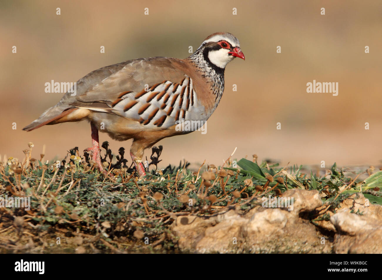 Flying red legged partridge hi-res stock photography and images - Alamy