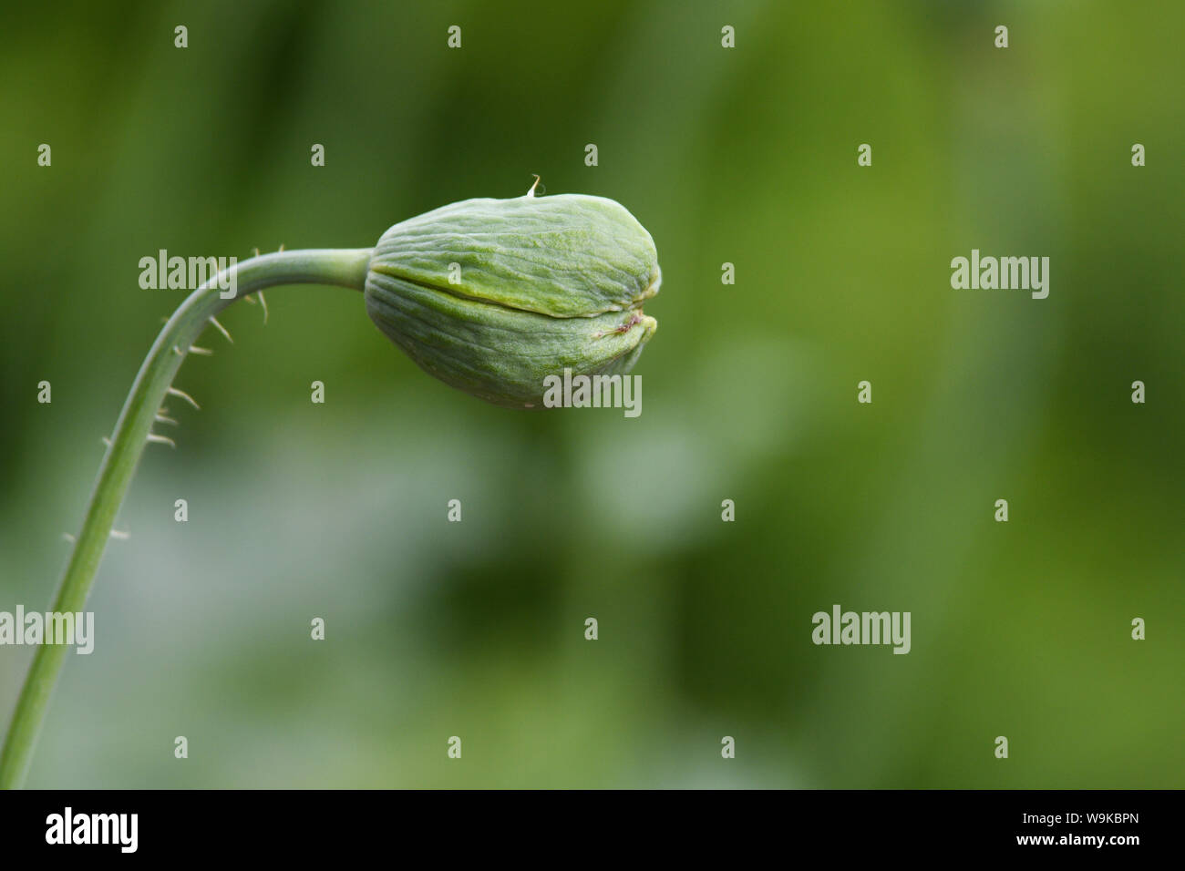 poppy in bud form Stock Photo - Alamy