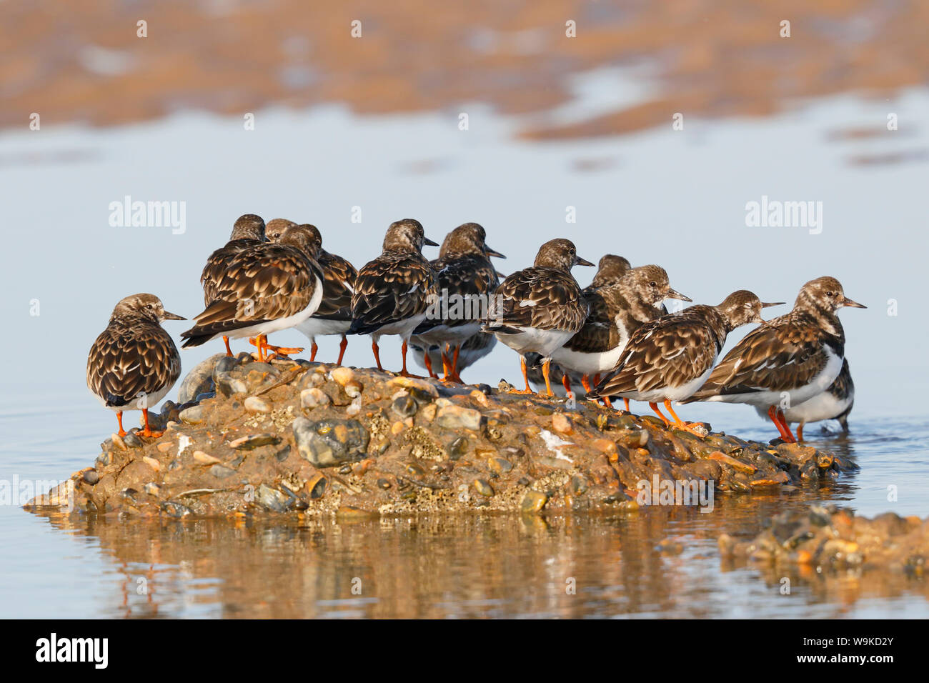 Crowding sea hi-res stock photography and images - Alamy