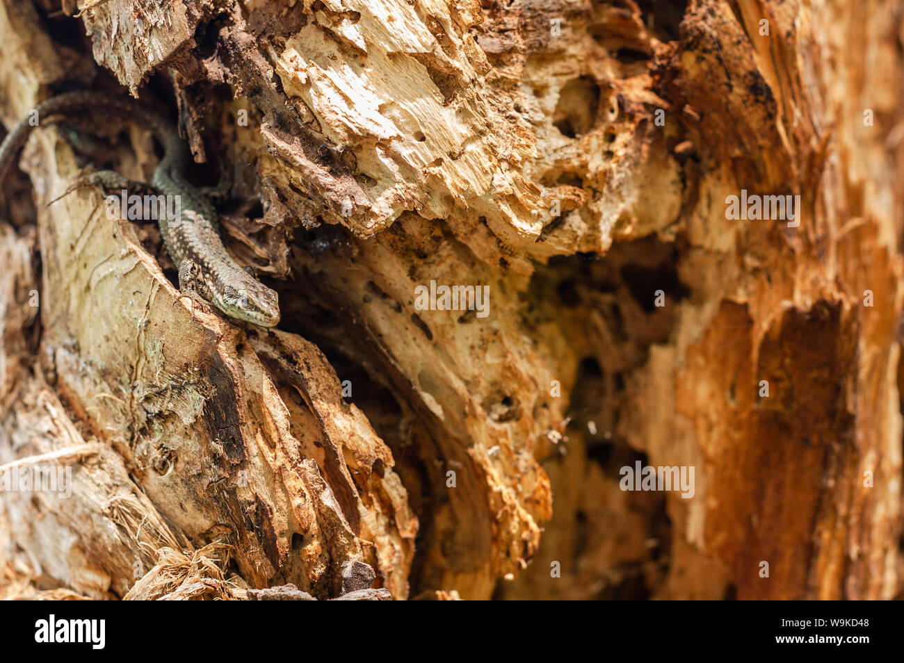 Brown colored lizard basking on rotten wooden stump. Close-up Stock ...