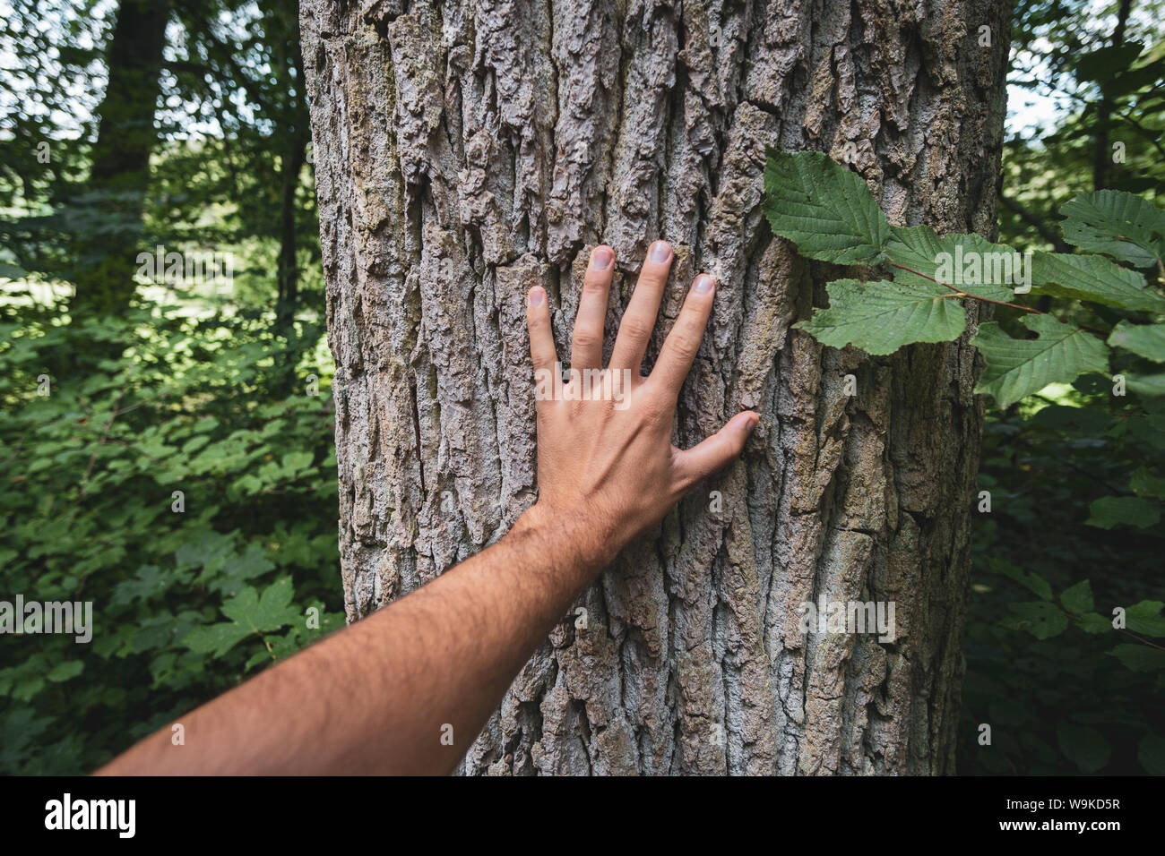 Hand touch tree hi-res stock photography and images - Alamy