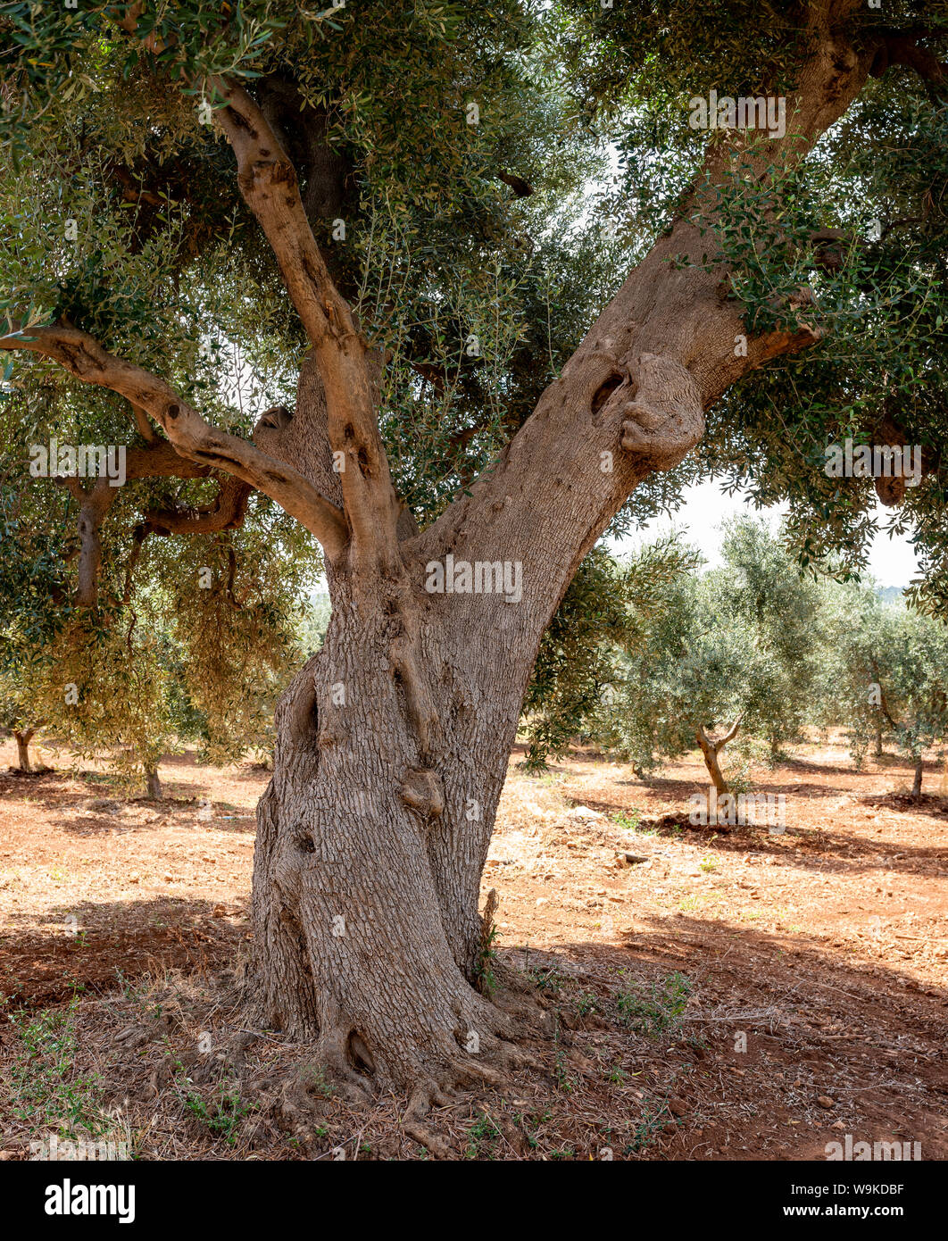 large olive tree with knotty central stem and twisted branches Stock ...