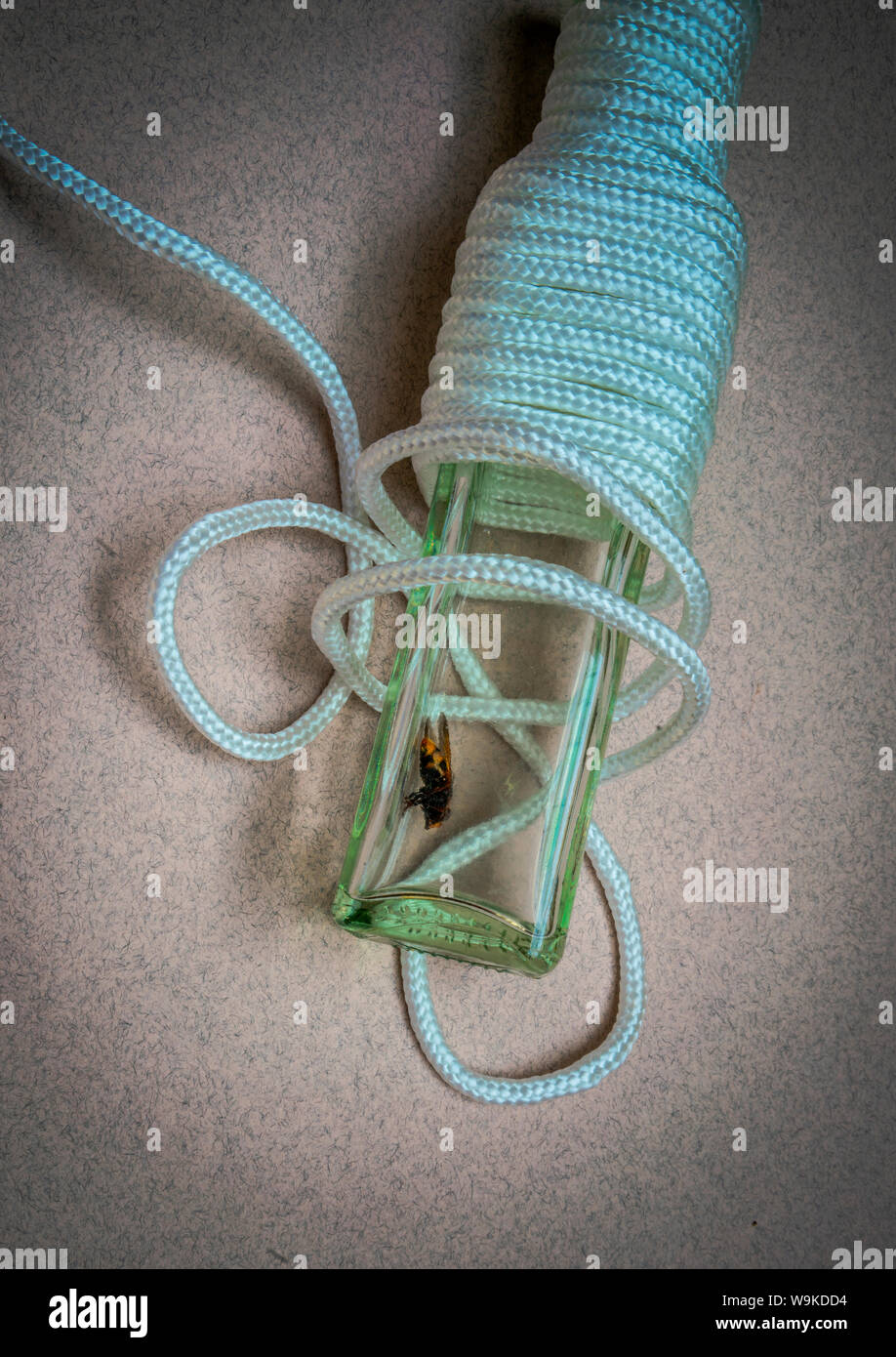Bottle wasp trap hi-res stock photography and images - Alamy