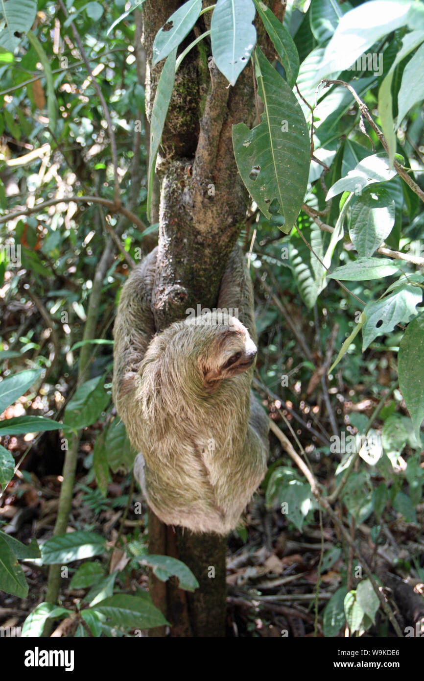 Sloth tree hi-res stock photography and images - Alamy