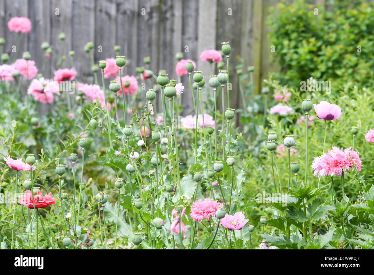 poppies in full bloom Stock Photo - Alamy