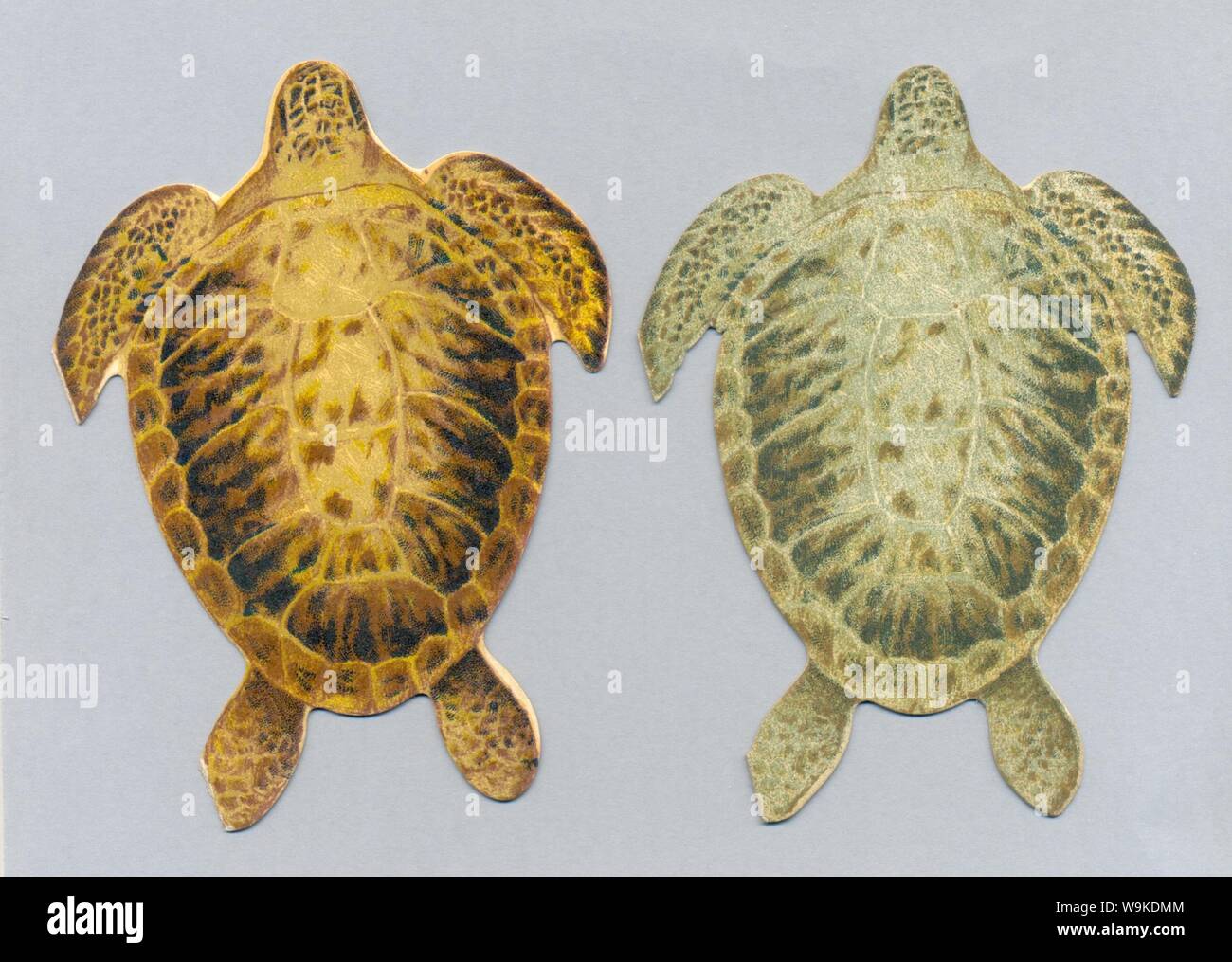 Die cut advertisements for John Lusty's Turtle Preparations 1898 Stock ...