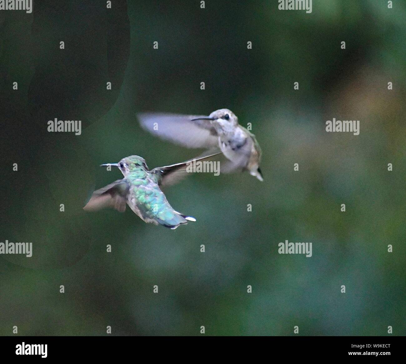 hummingbirds in flight Stock Photo - Alamy
