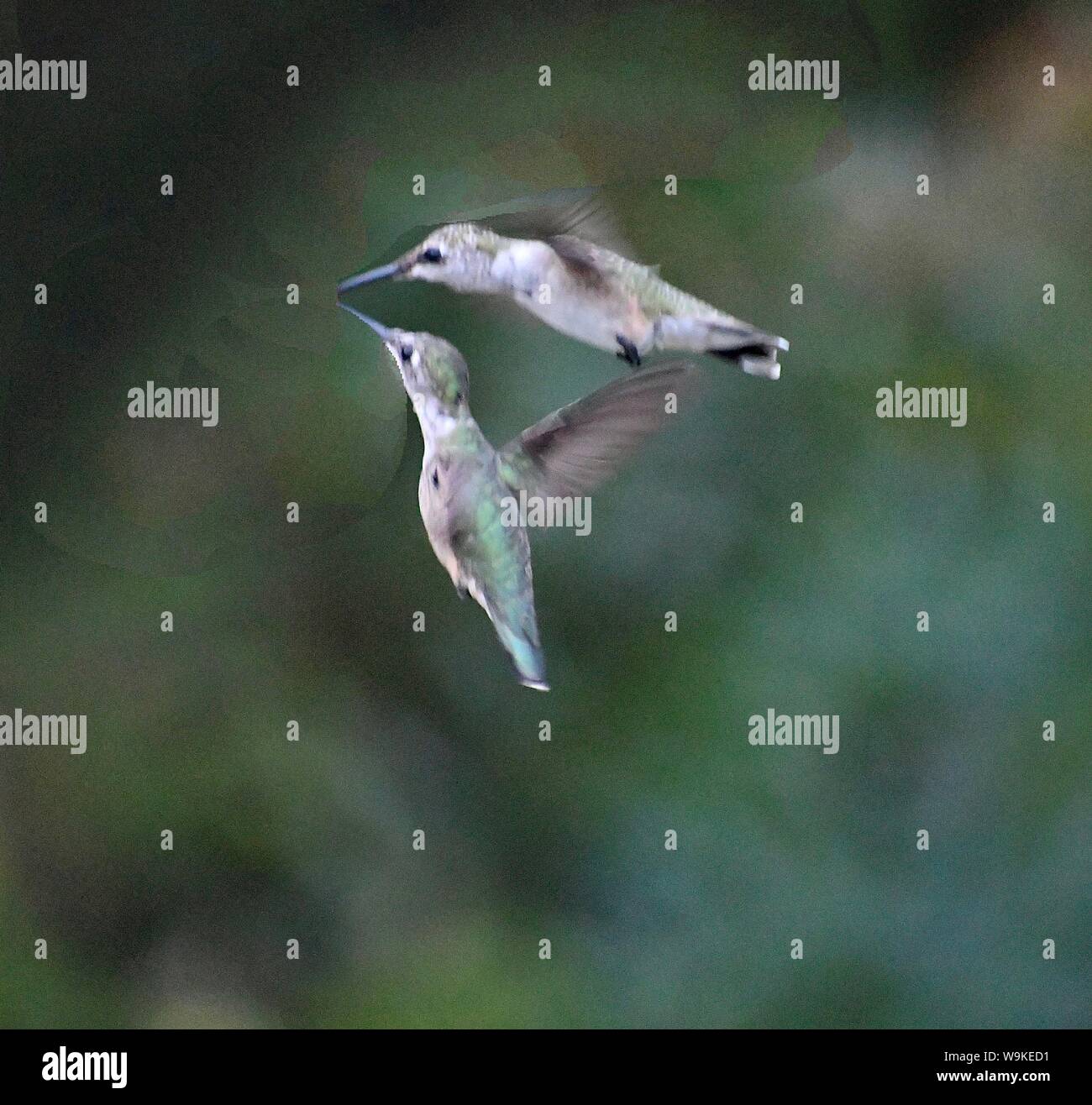 hummingbirds in flight Stock Photo - Alamy