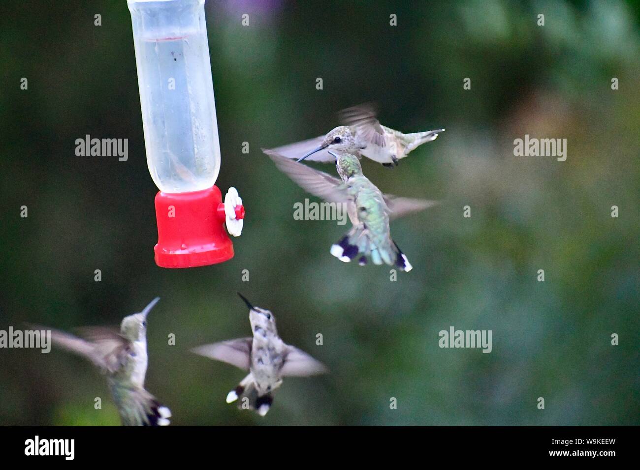 hummingbirds in flight Stock Photo - Alamy