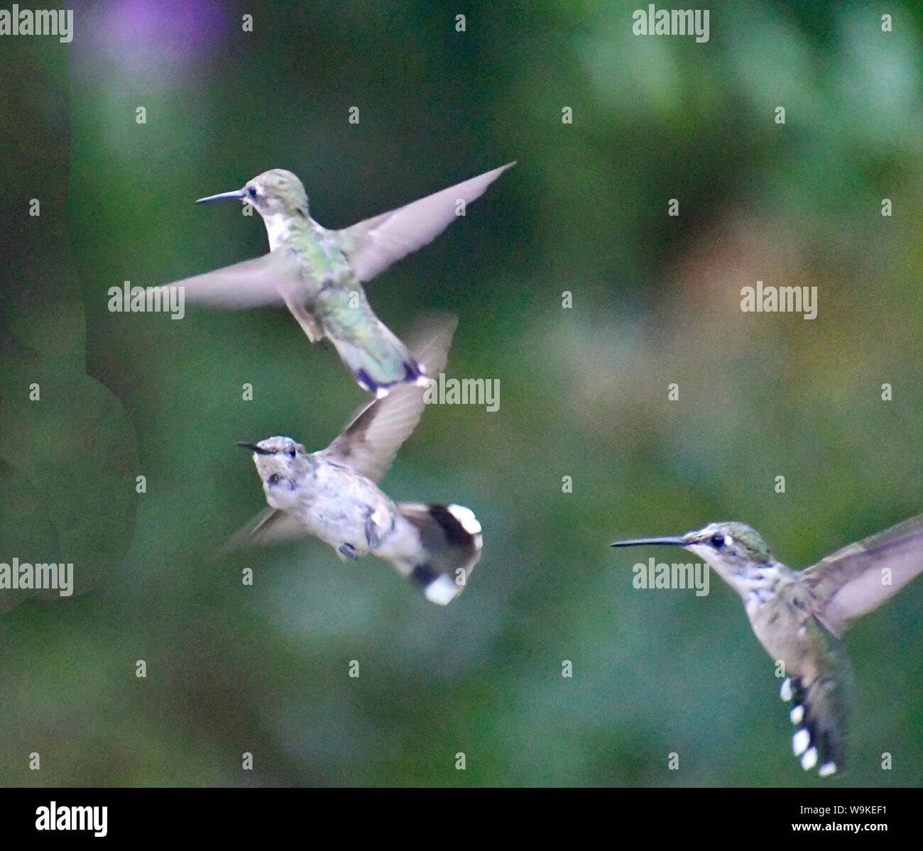 hummingbirds in flight Stock Photo - Alamy