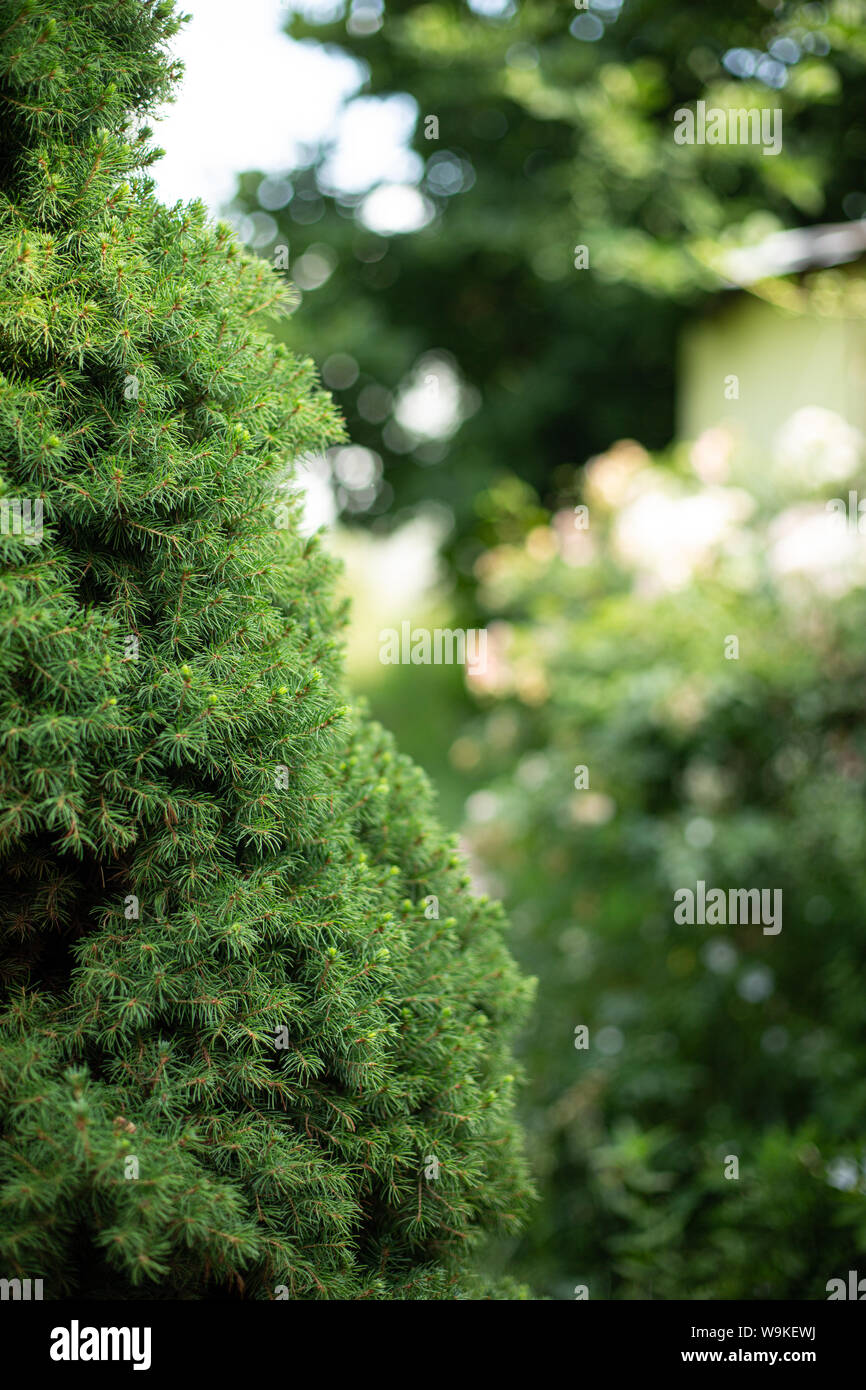 Vertical background: pine tree in focuse and the other scene is bluered ...