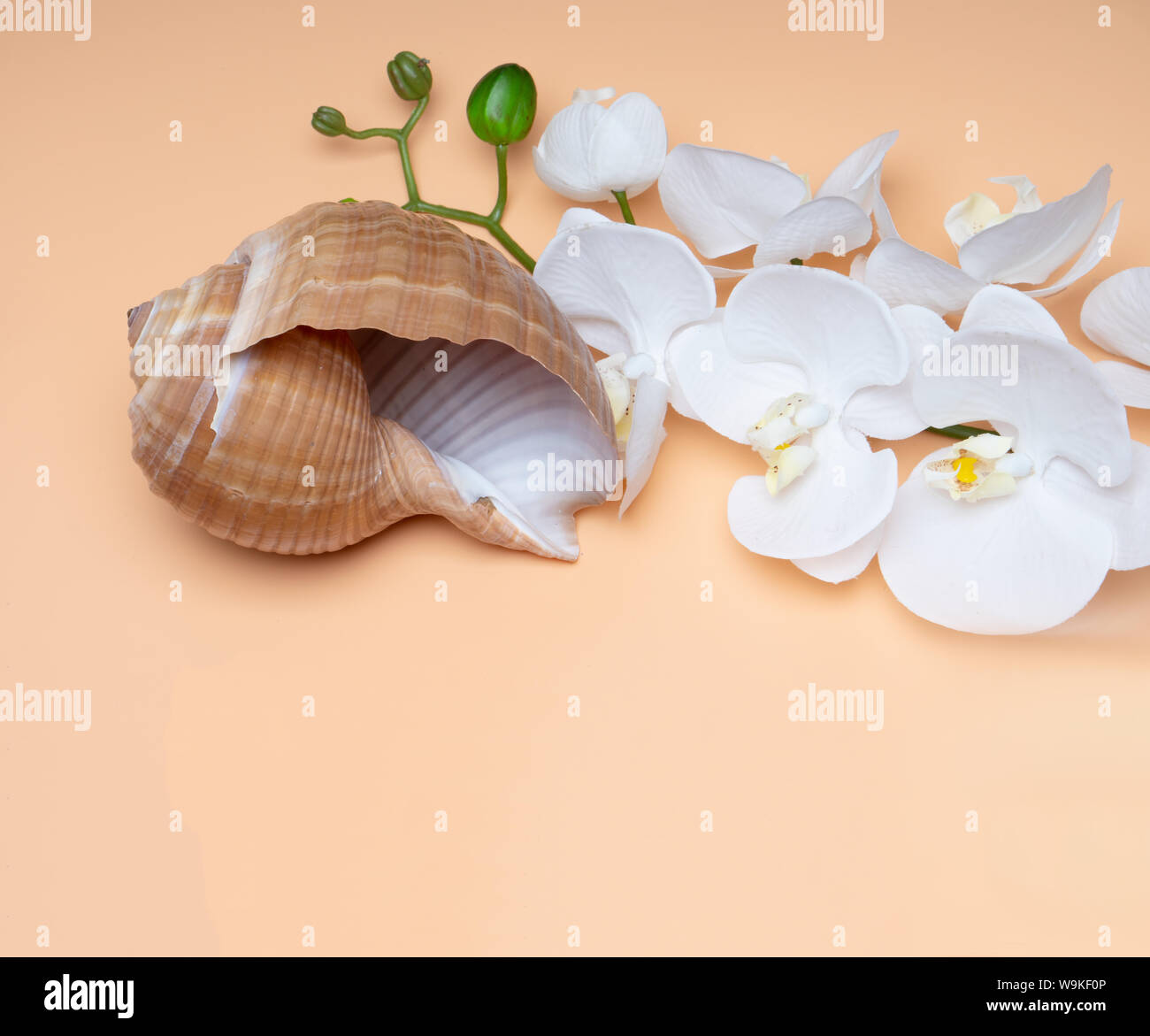Natural Seashell, safe housing for marine life. On a beige background ...