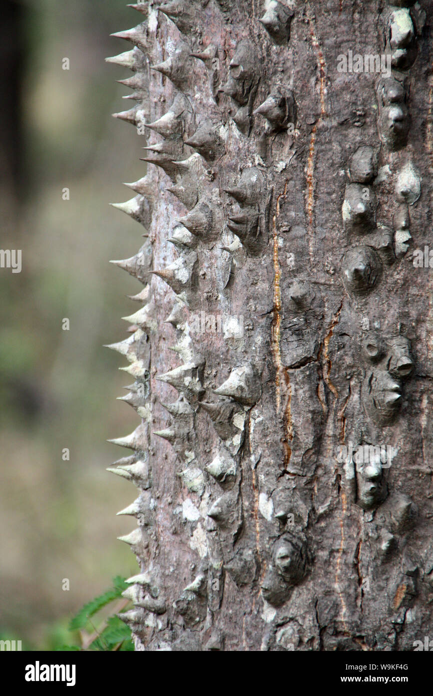 Sand can tree an evergreen tree in Costa Rica Stock Photo - Alamy