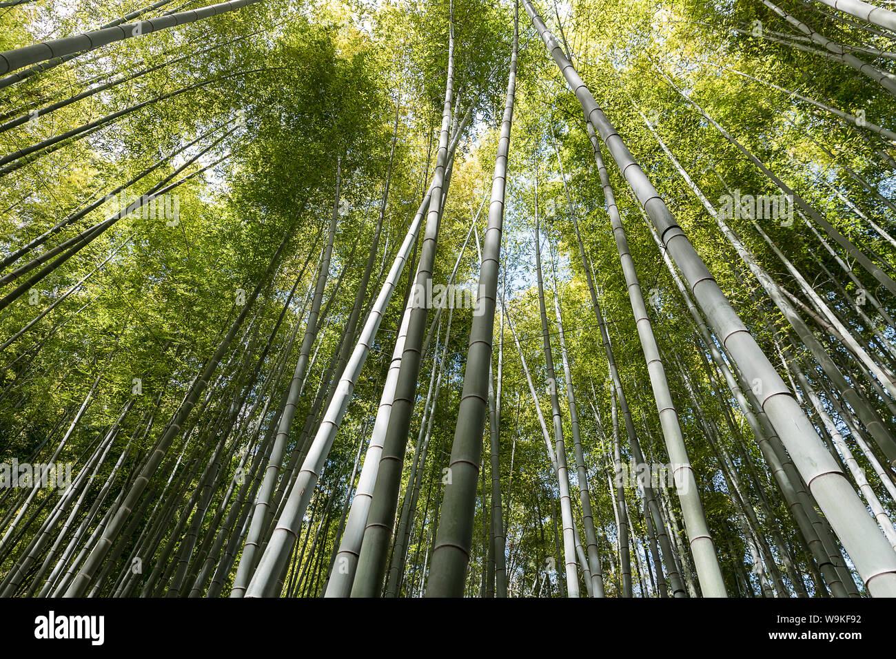 Detail of bamboo trees looking to the sky in a Bamboo Forest, Japan ...