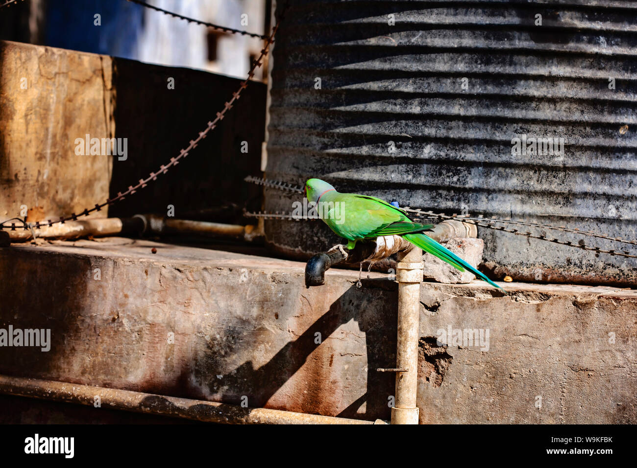 Indian Ringneck Parakeet parrot on the street Stock Photo - Alamy