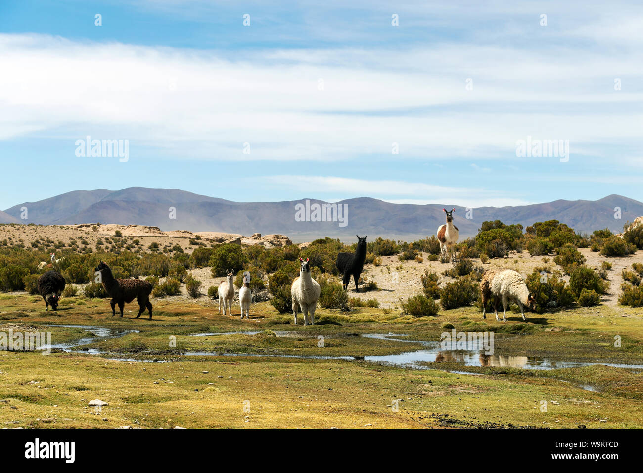 Desert valley with rocky hills under bright blue sky, rocky and arid ...