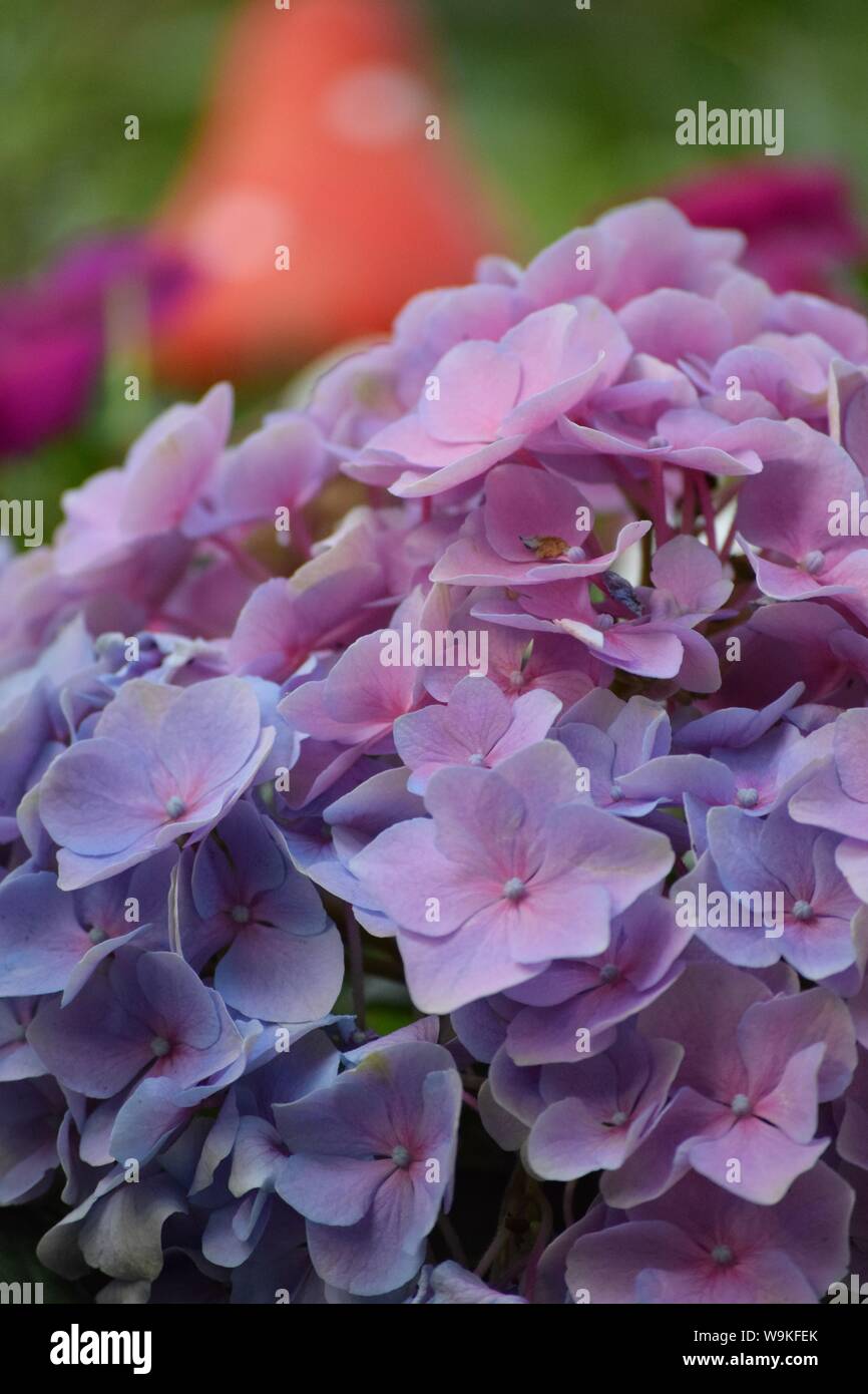 Two colored hydrangea hi-res stock photography and images - Alamy