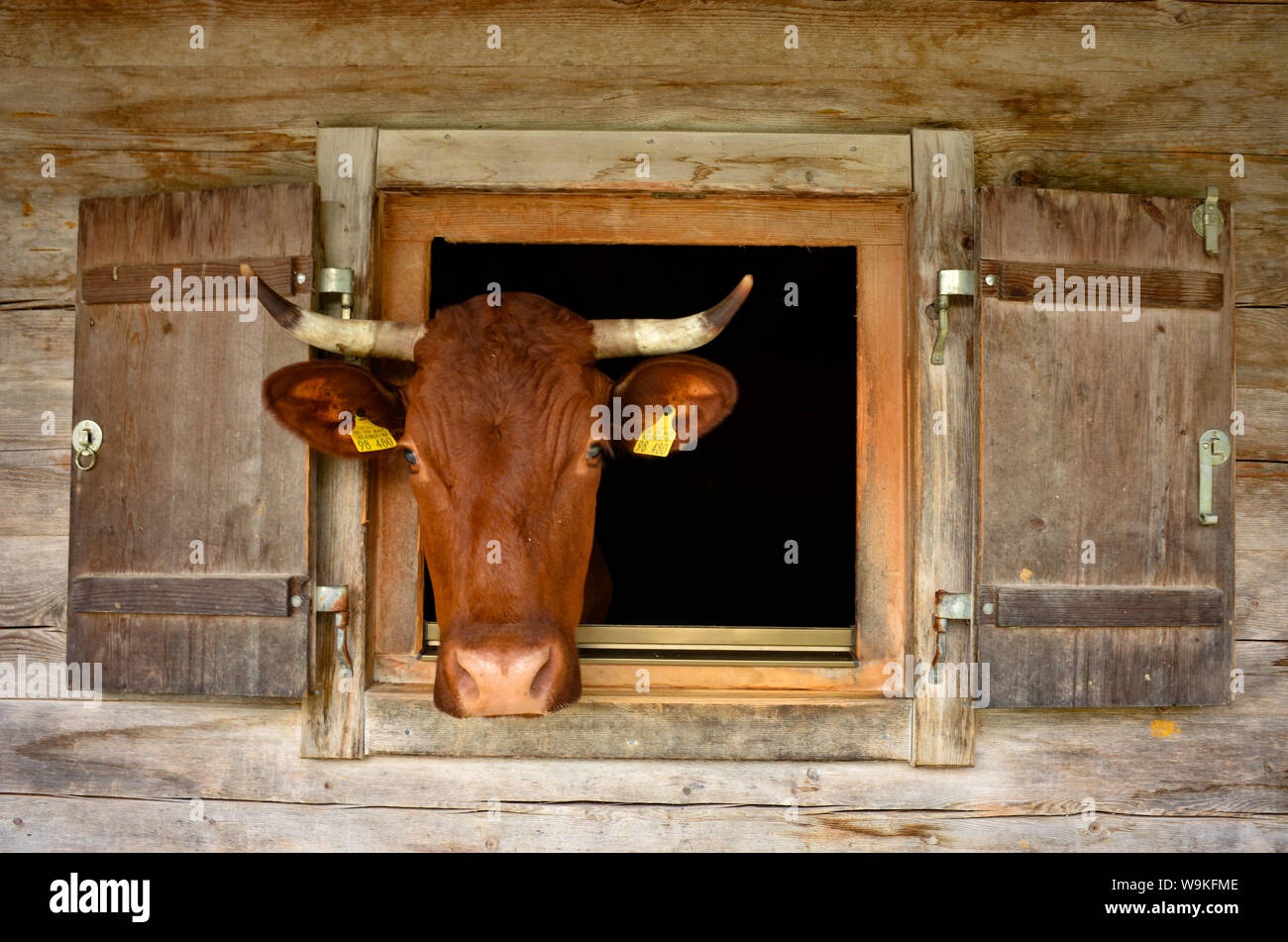 brown cow looking through the wooden window of an alpine stable at ...
