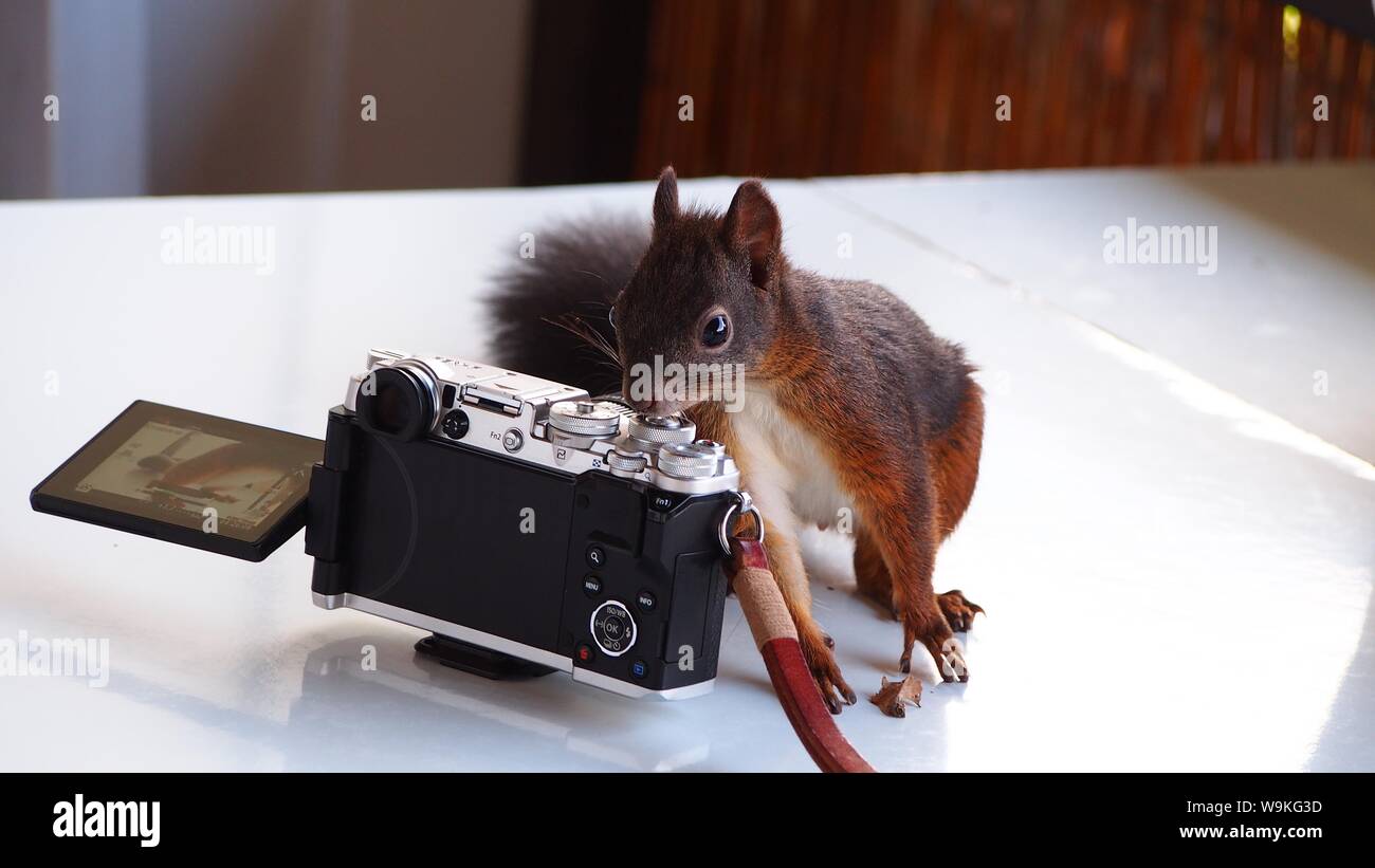 Curiosity for wildlife hi-res stock photography and images - Alamy