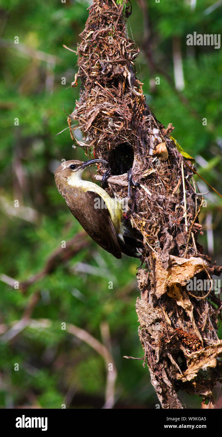 A drab female Beautiful Sunbird ads filaments of spiders web web to to ...