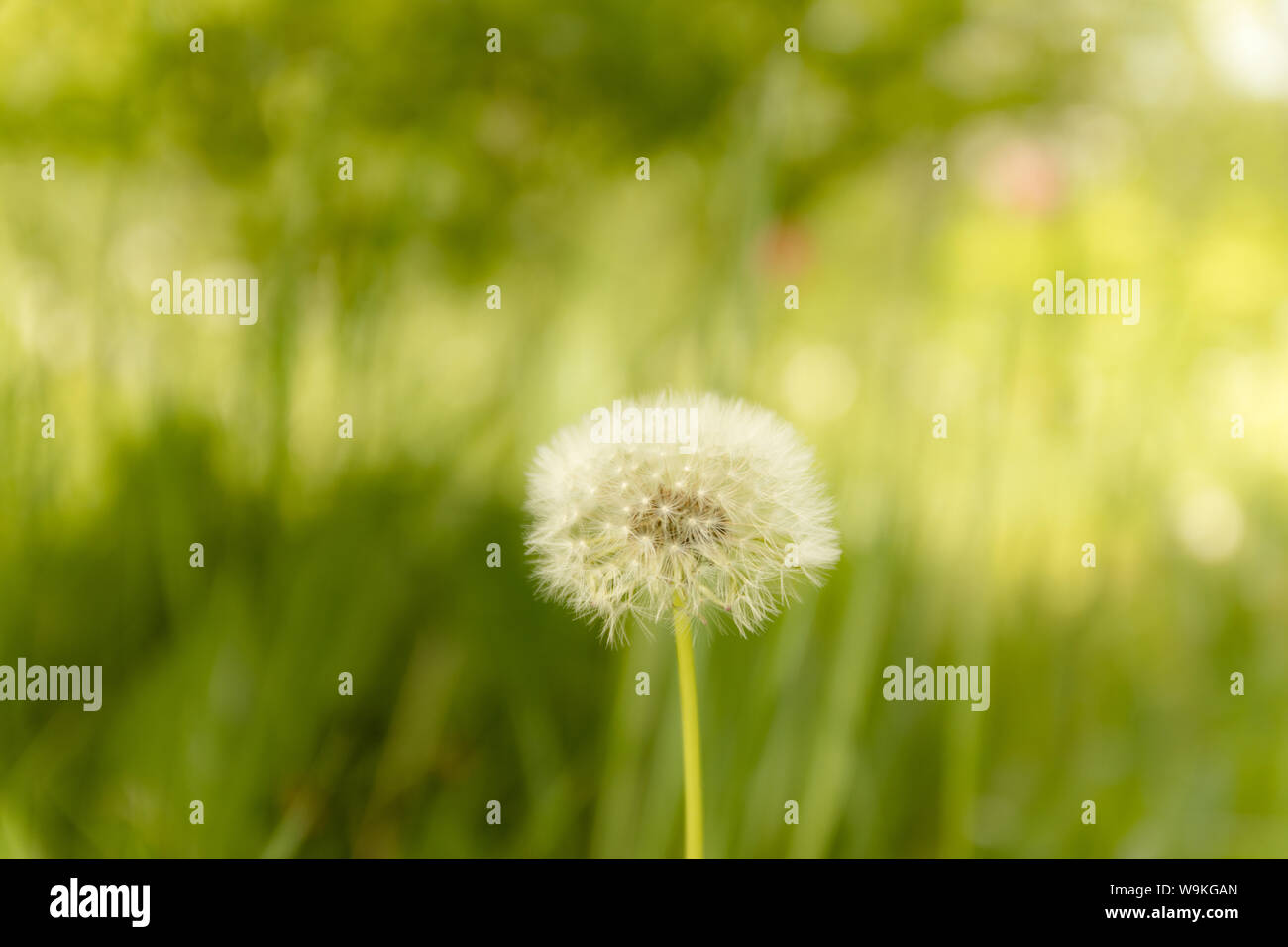 Dandelion. Background with spring nature flower. Green background Stock ...
