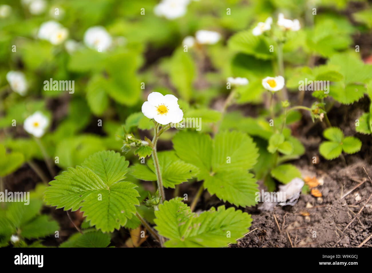 Strawberry sprouts growing in the ground. In spring, strawberry bushes ...