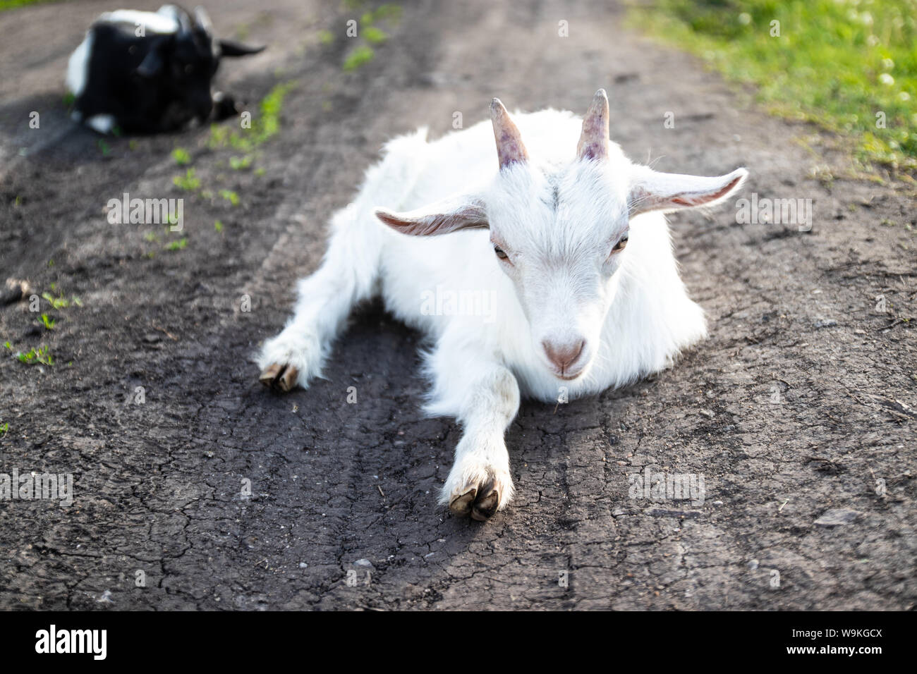 Cute black white goat laying in green grass on land on a farm on a ...