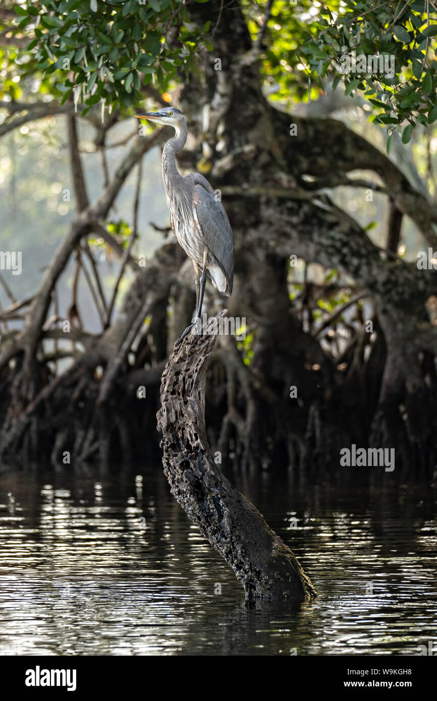 A Great Blue Heron perches on the buttress roots of a giant mangrove ...
