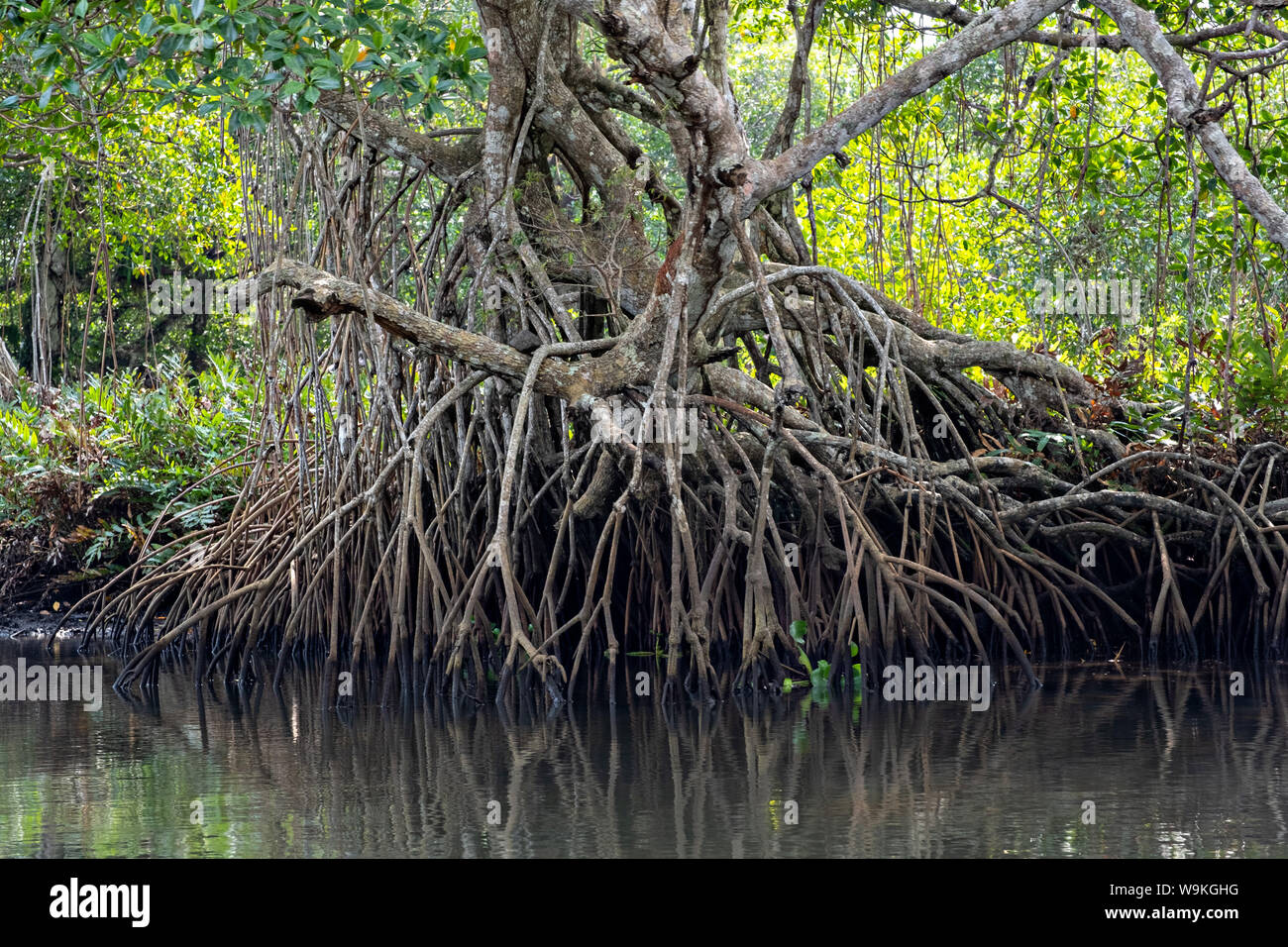 The buttress roots of a giant mangrove tree hang down into the water in ...