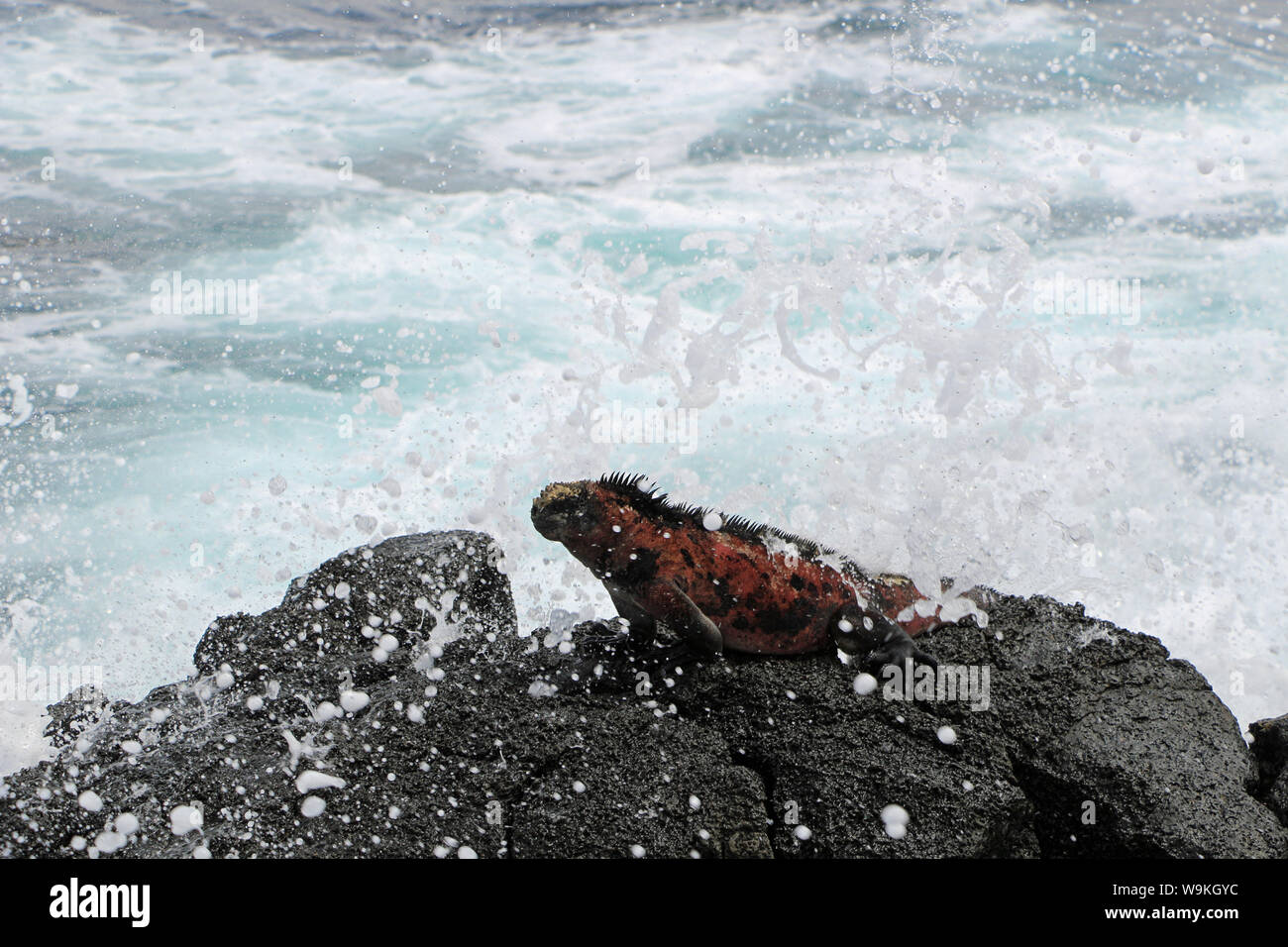 Sea lizard in the Galapagos Islands infront of the ocean Stock Photo ...