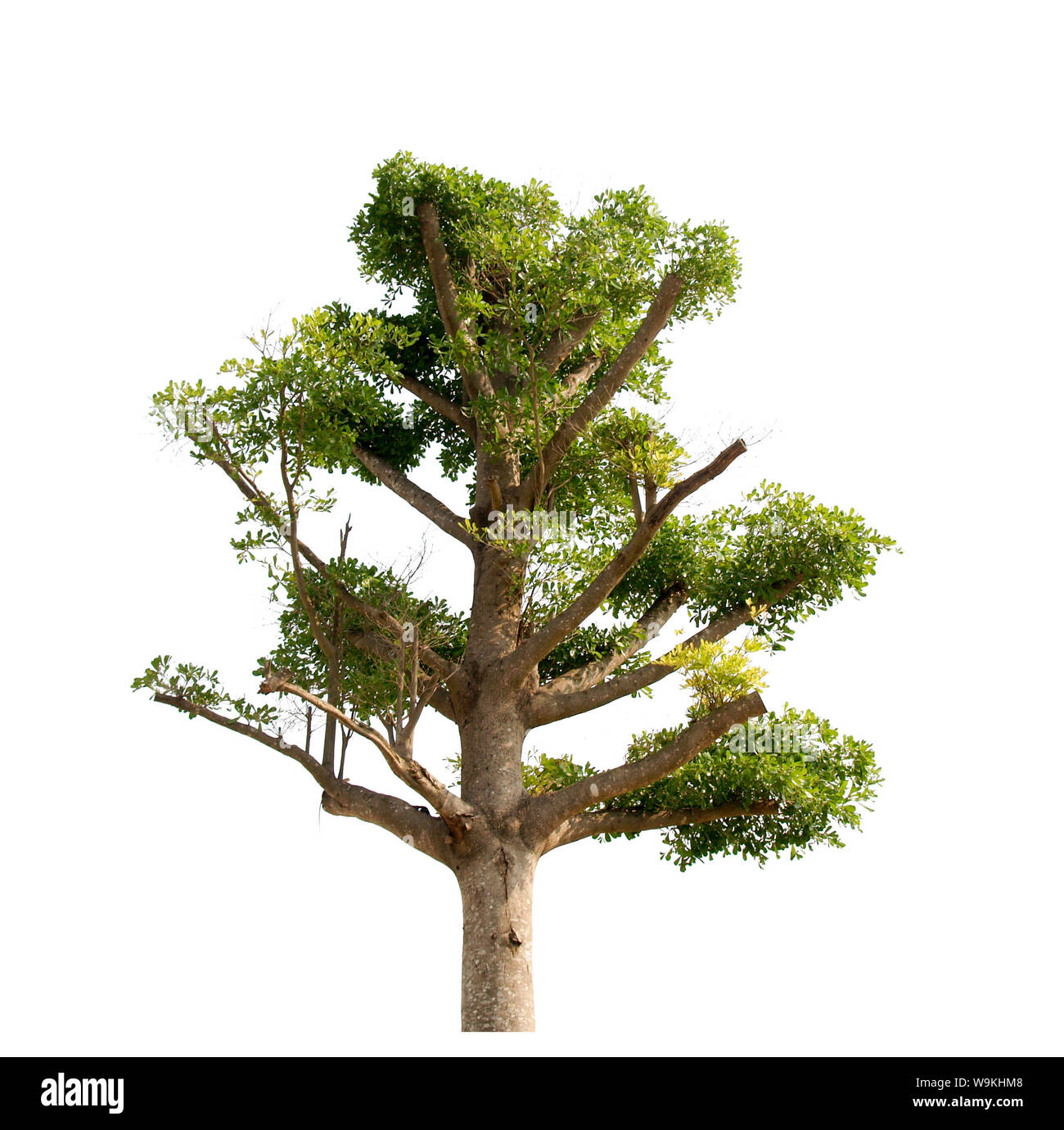 green tree isolated on white background Stock Photo - Alamy