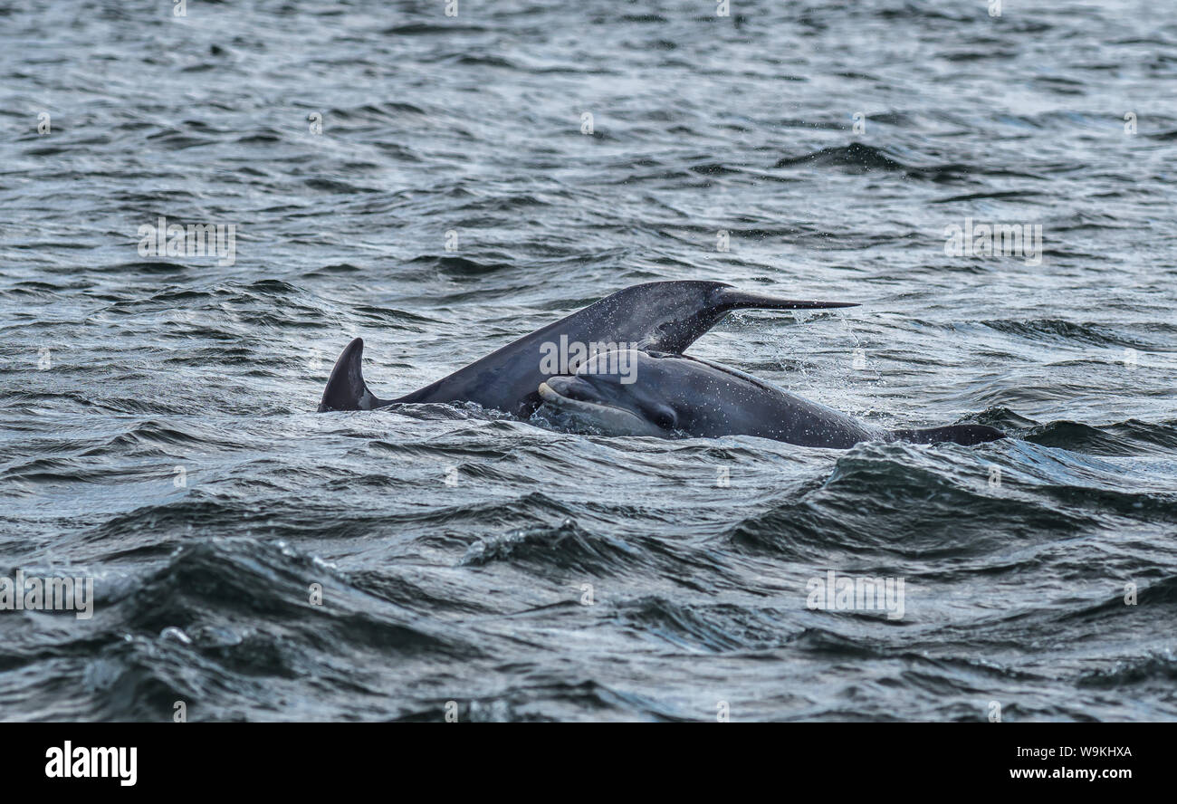 Bottlenose Whale High Resolution Stock Photography and Images - Alamy