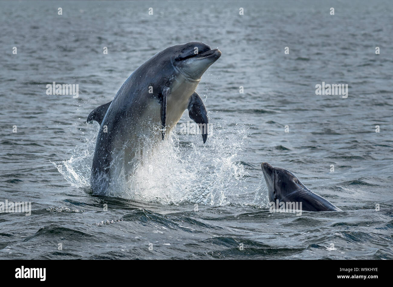 Scotland cromarty firth dolphins hi-res stock photography and images ...
