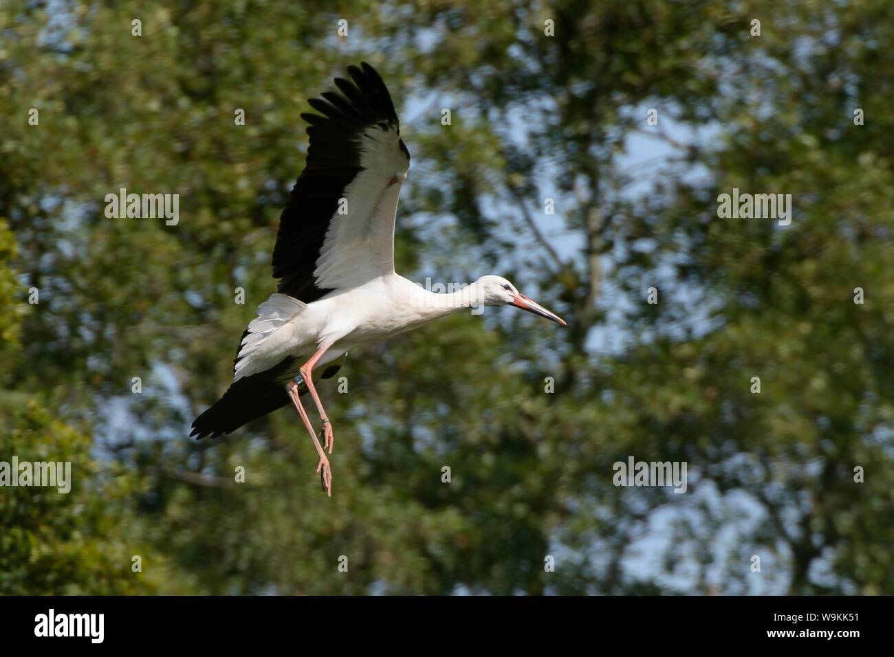 Flying white storks hi-res stock photography and images - Alamy