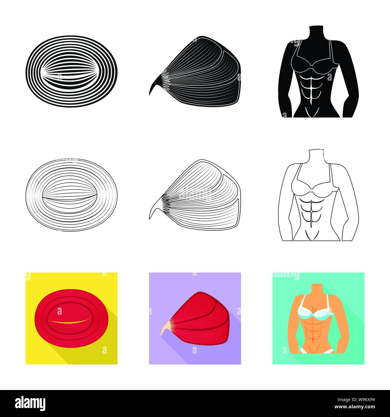 Vector design of fiber and muscular sign. Set of fiber and body stock ...