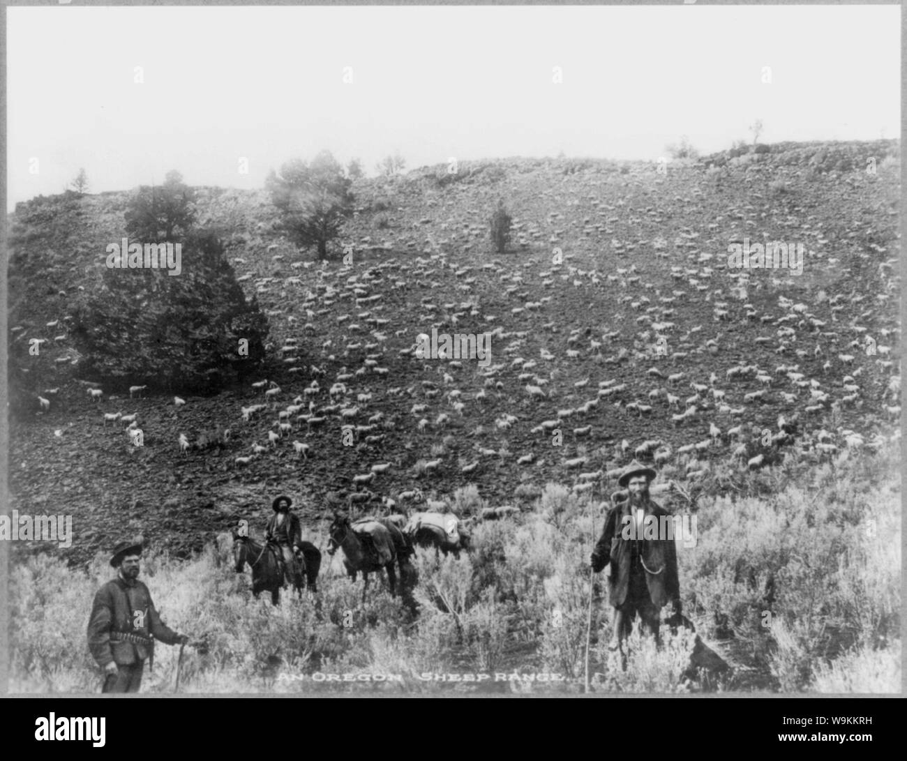 An Oregon sheep range Stock Photo - Alamy