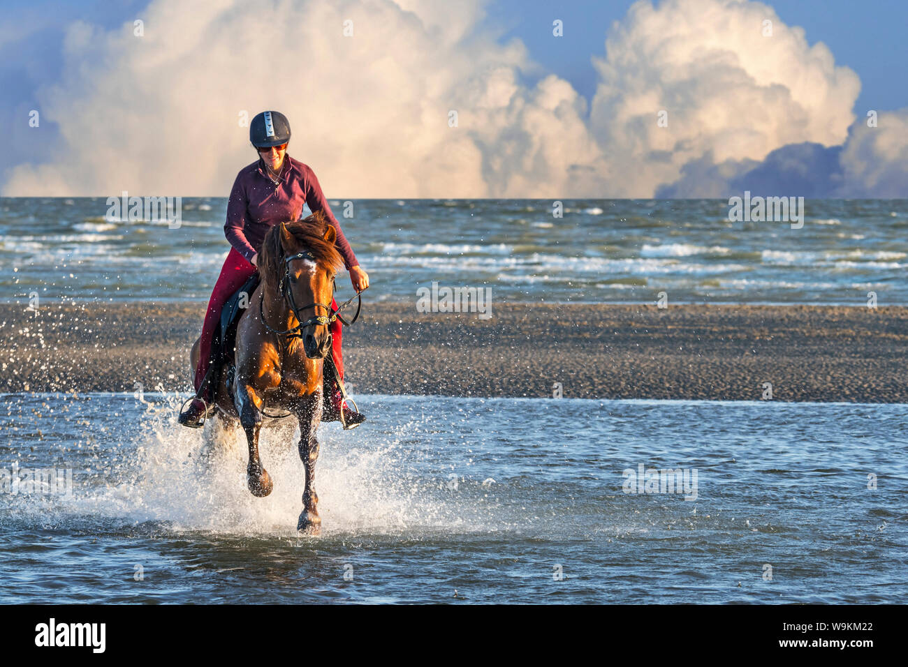Horsewoman / female horse rider on horseback galloping through water on ...