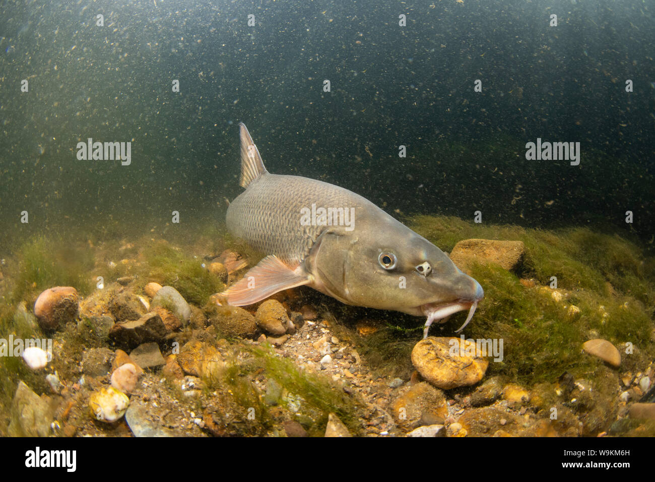 Common Barbel, Barbus barbus, swimming along the riverbed, River Trent ...