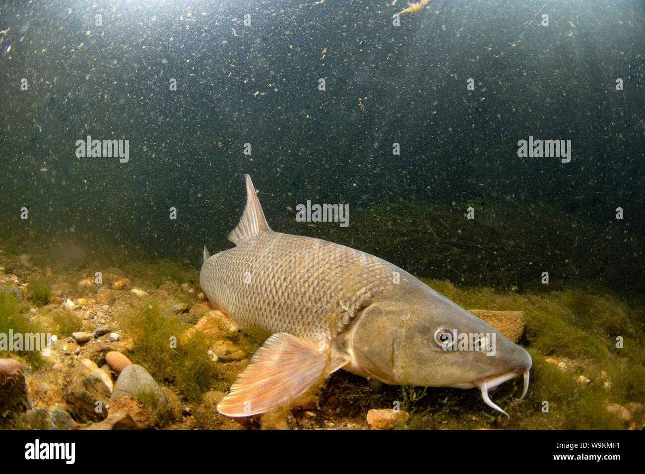 Common Barbel, Barbus barbus, swimming along the riverbed, River Trent ...