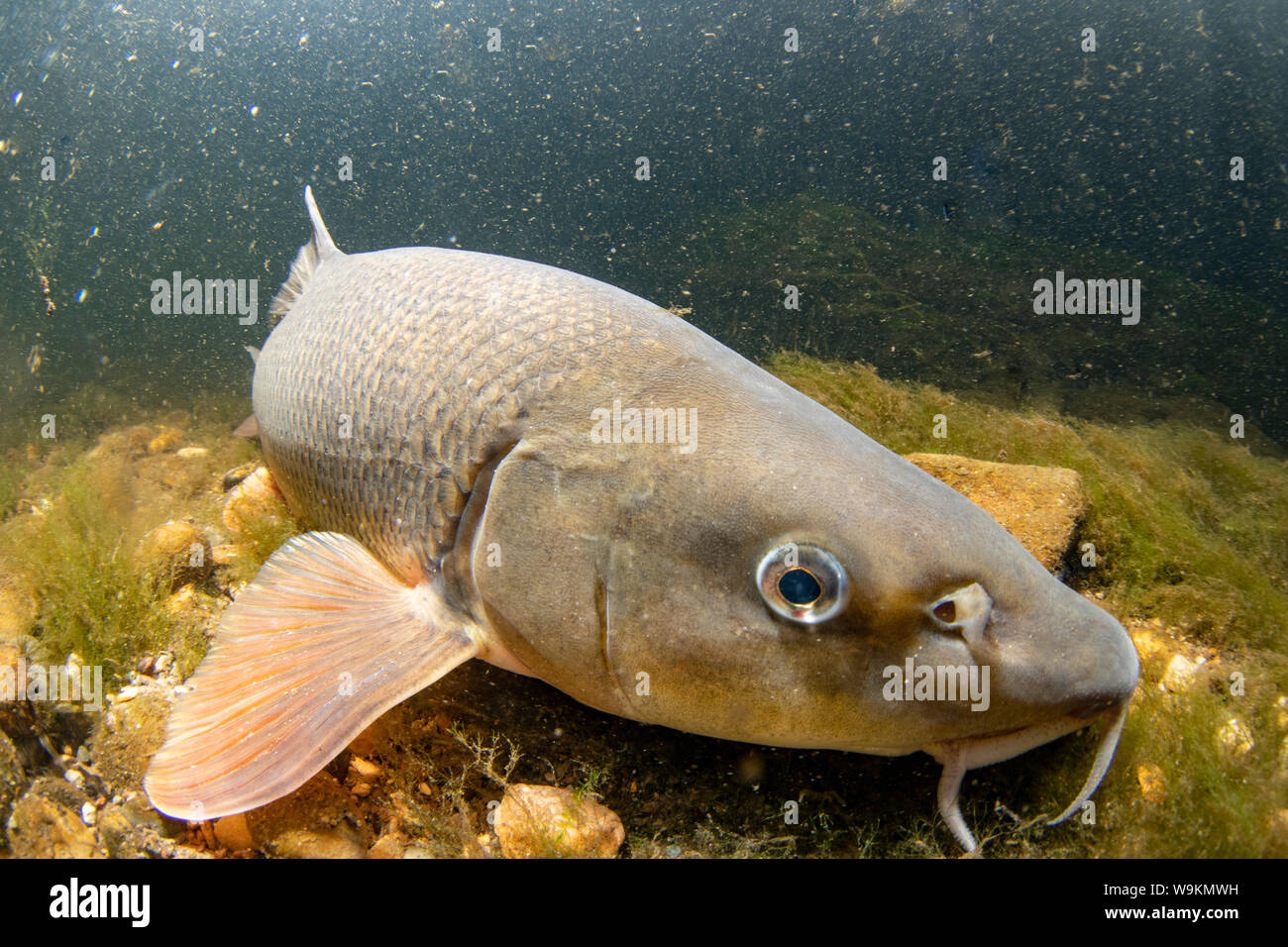 Common Barbel, Barbus barbus, swimming along the riverbed, River Trent ...