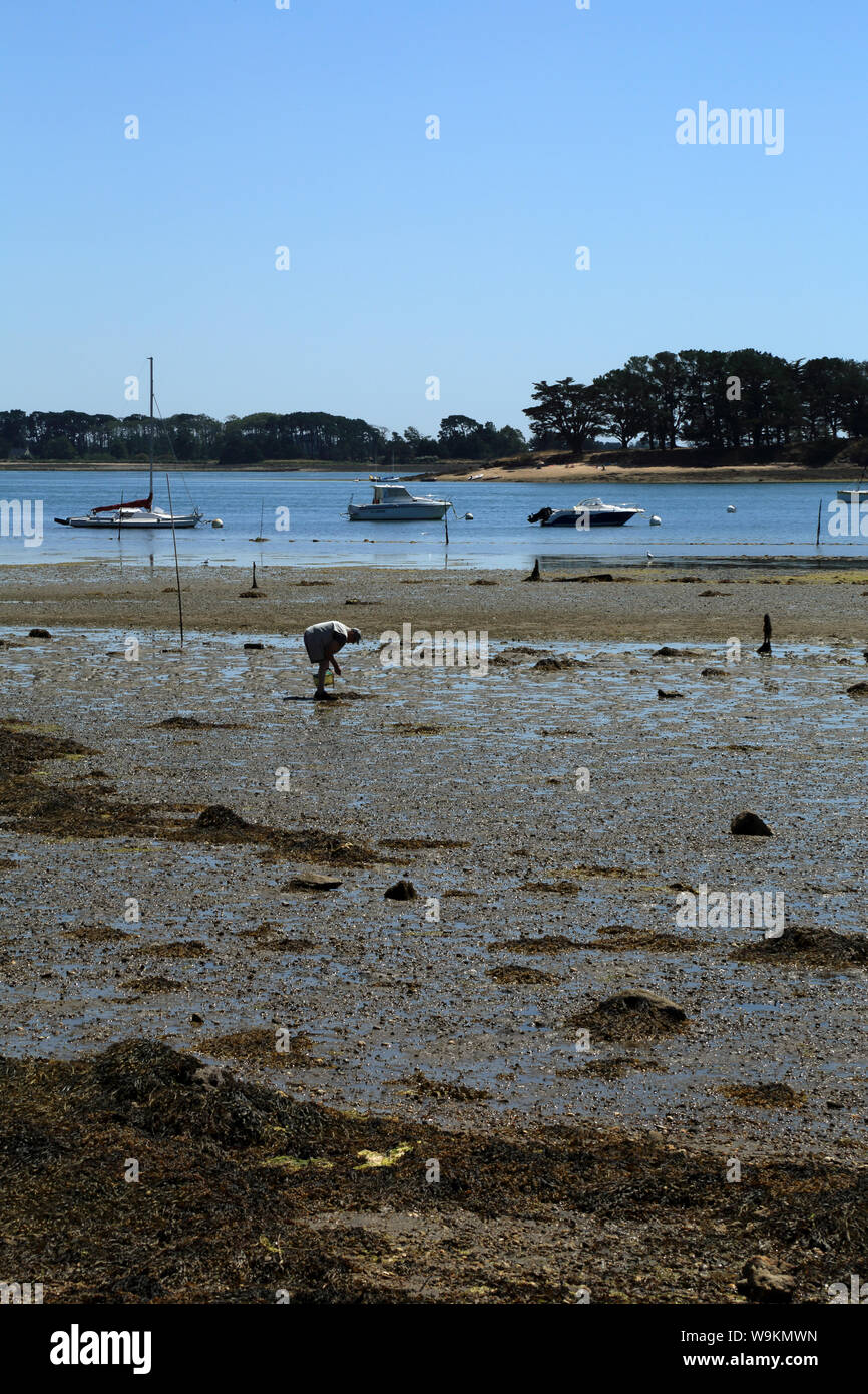 Foraging for shellfish at low tide on the beach at Kerlann, Arradon ...