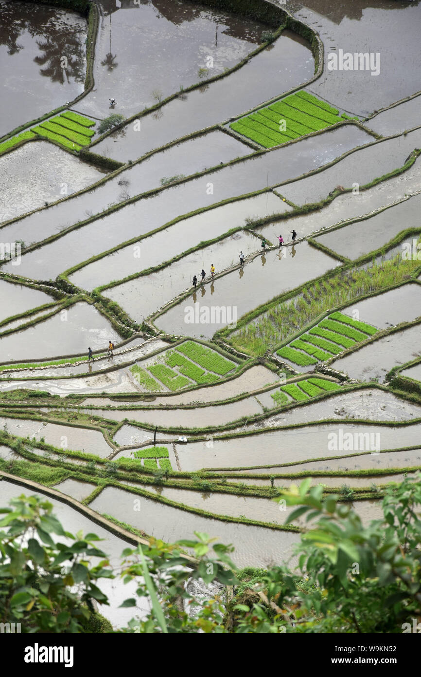 Batad Rice Terraces Stock Photo - Alamy