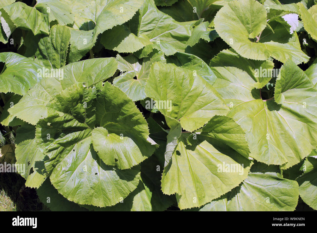 Big green leaves hi-res stock photography and images - Alamy