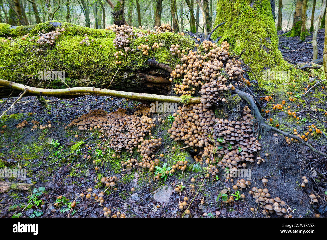 Dead tree fungus hi-res stock photography and images - Alamy