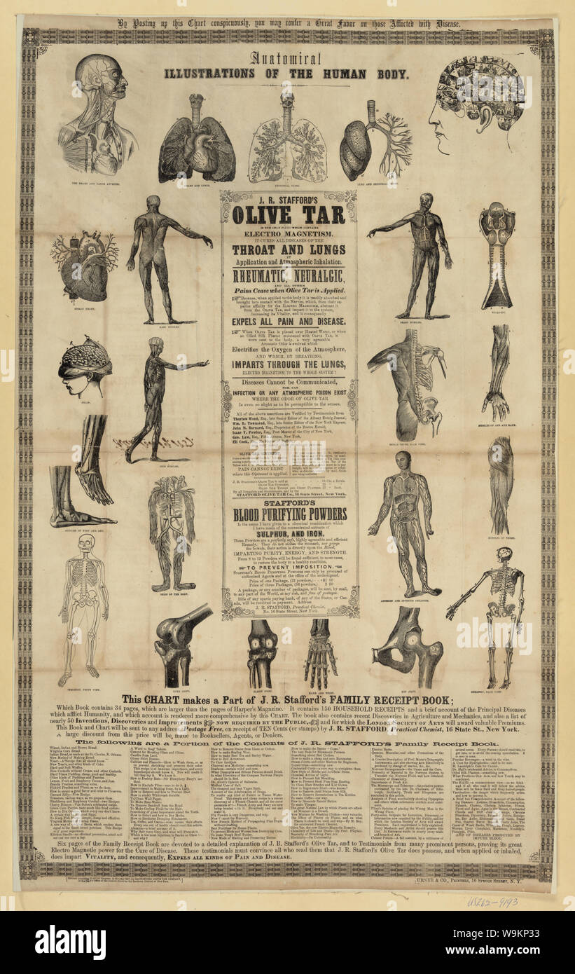 Human body systems illustrations hi-res stock photography and images ...