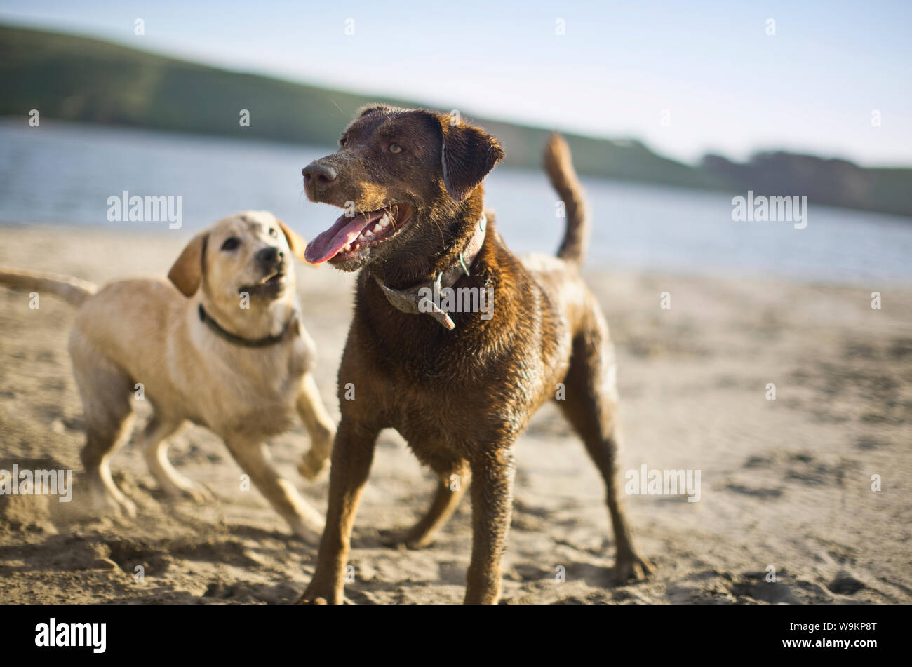 Two dogs playing together on beach Stock Photo - Alamy