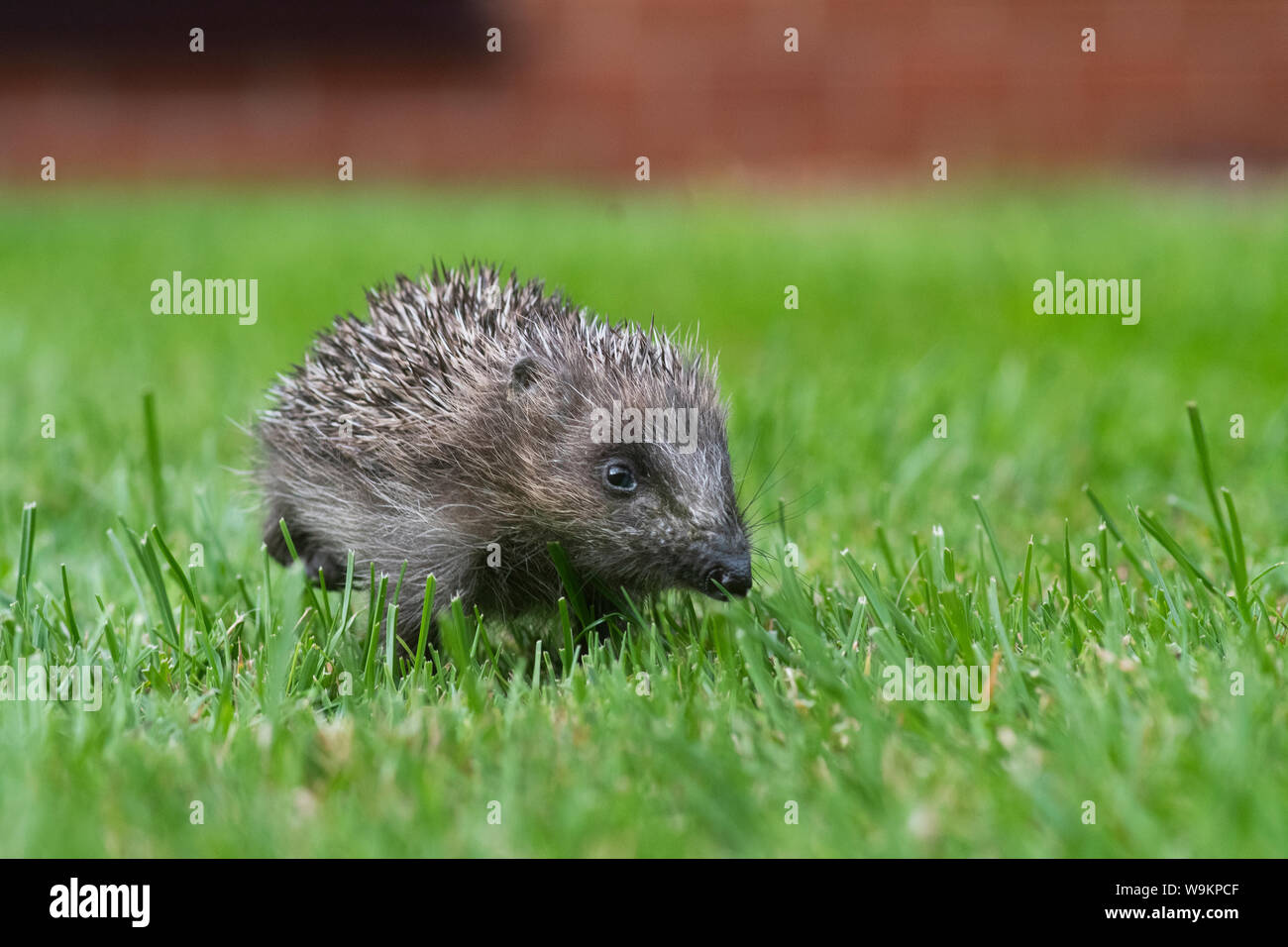 Hoglet High Resolution Stock Photography and Images - Alamy